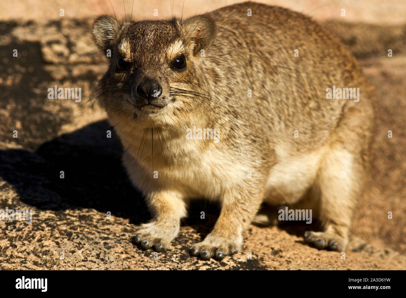 Bush Hyrax live in closely knit extended family units. They are active ...