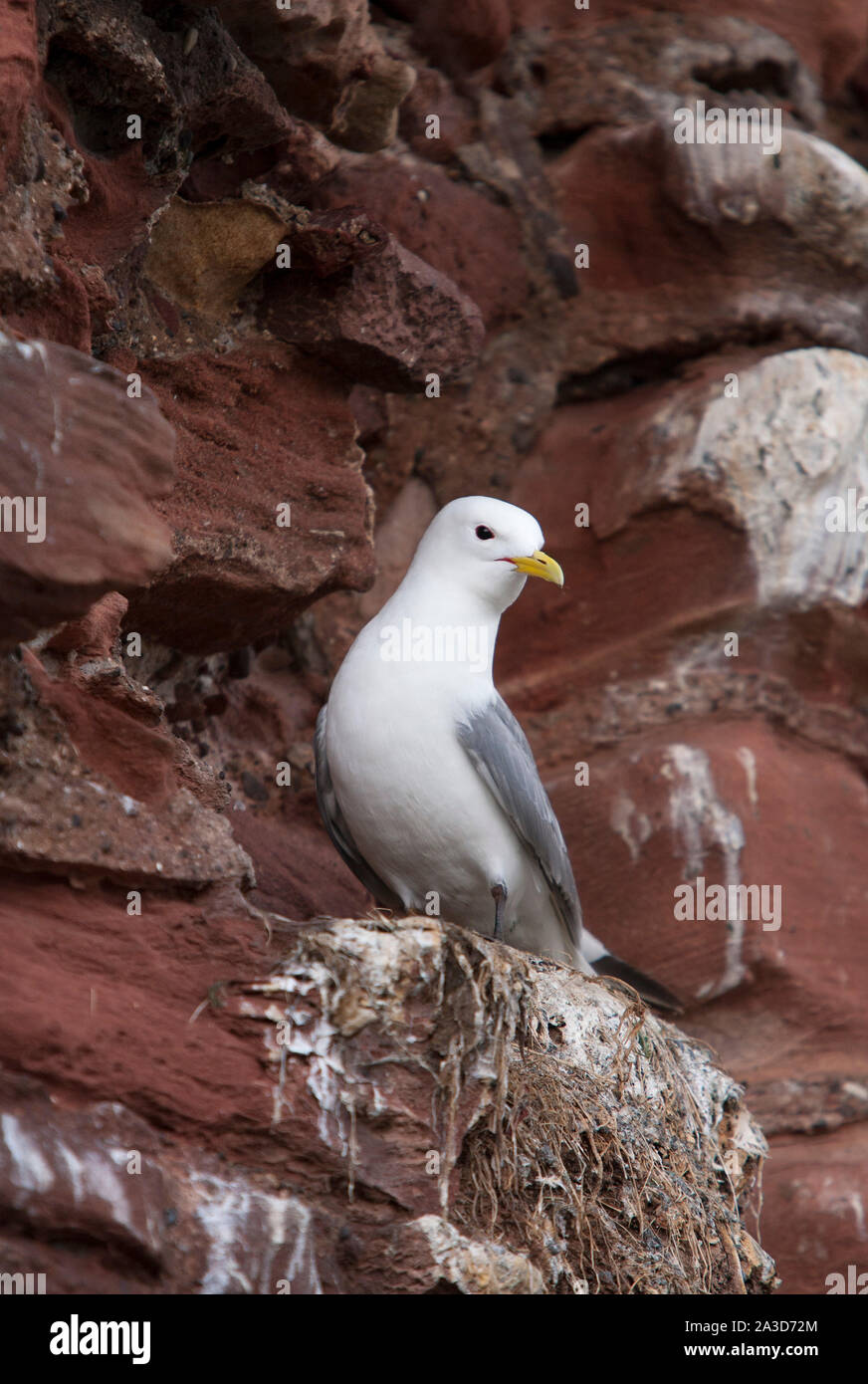 Kittiwake, Rissa tridactyla, Single adult standing on nest, Dunbar ...