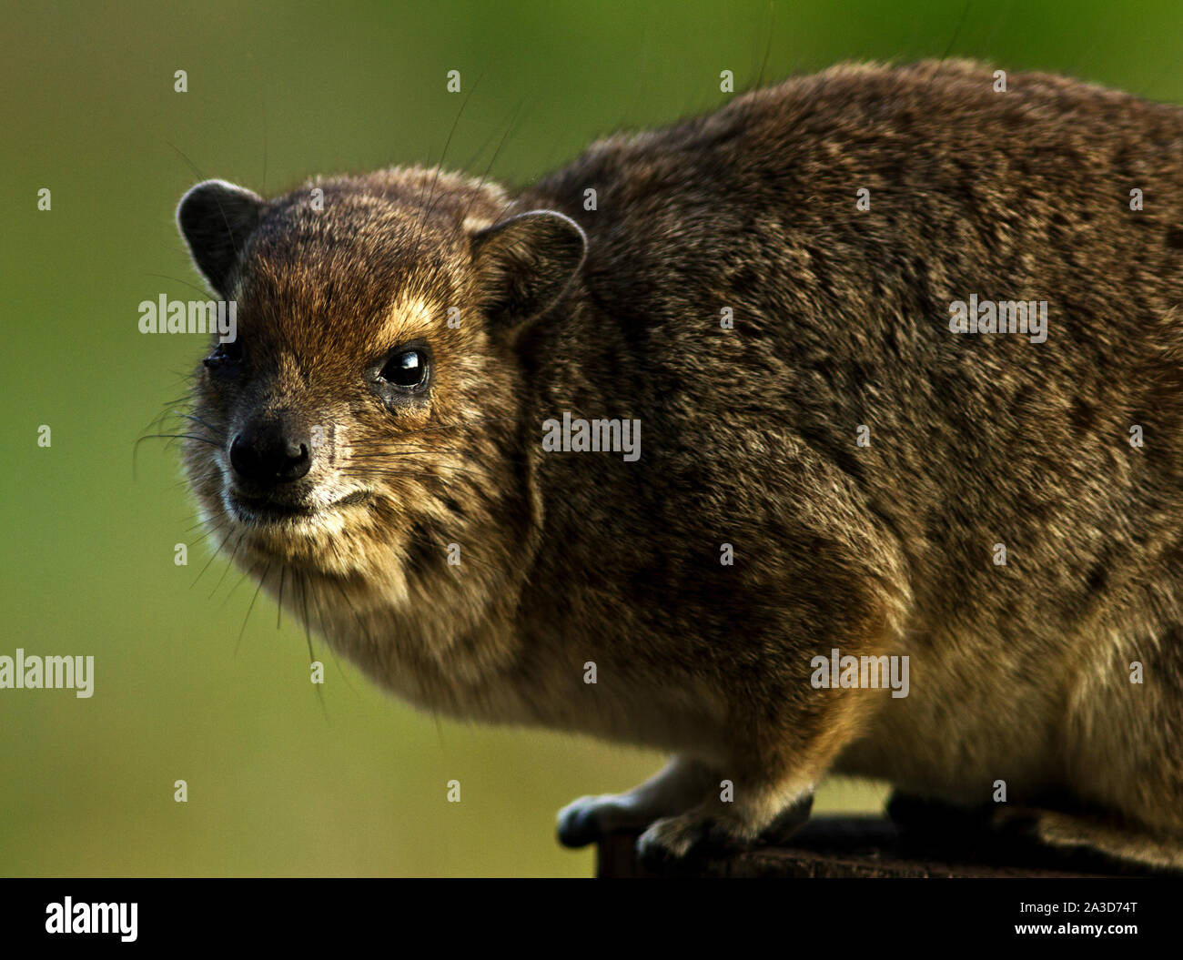 Foliovore hi-res stock photography and images - Alamy