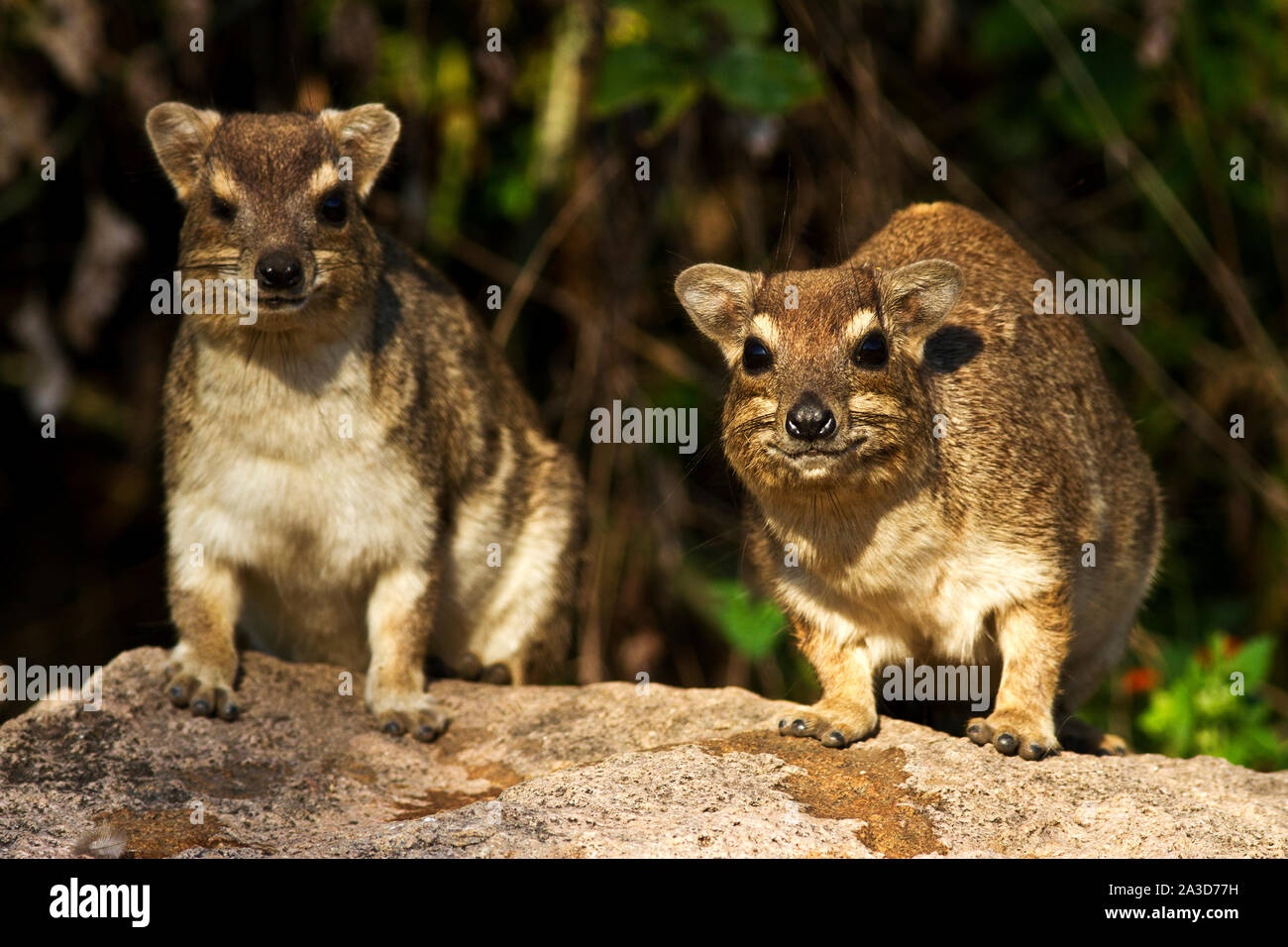 The granite outcrops and hilly areas of Ruaha National Park are the ...
