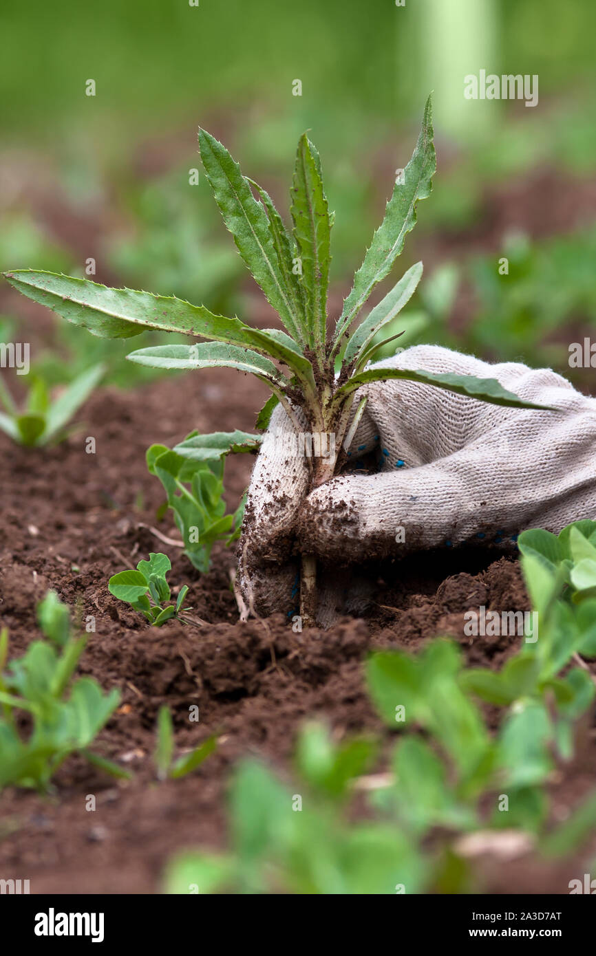 Hand weeding hi-res stock photography and images - Alamy