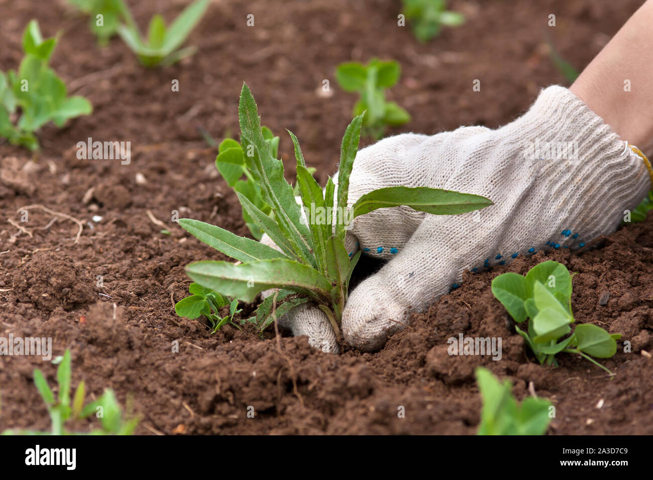 Hand weeding hi-res stock photography and images - Alamy