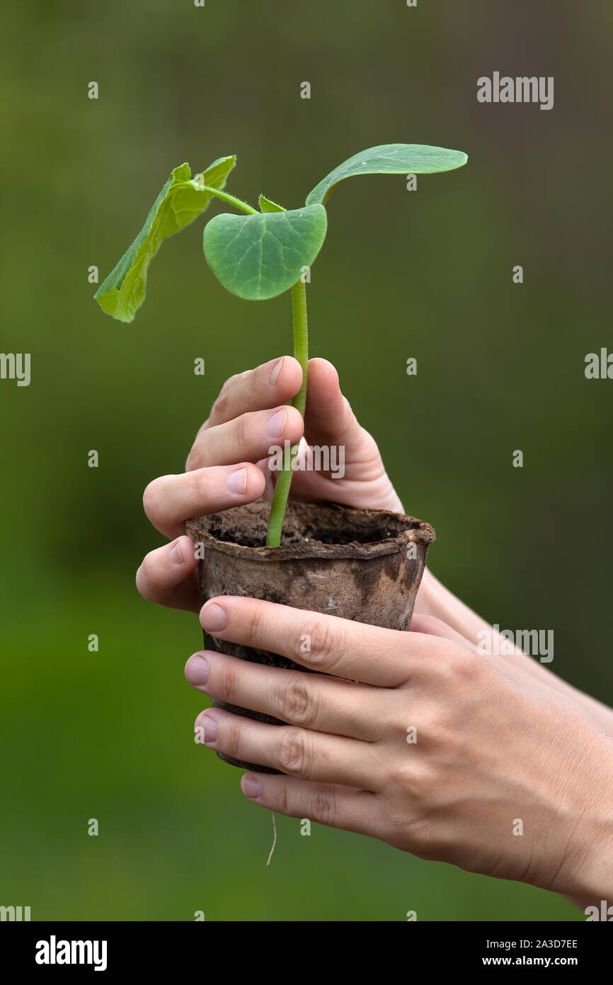 Seedling in woman hands hi-res stock photography and images - Alamy