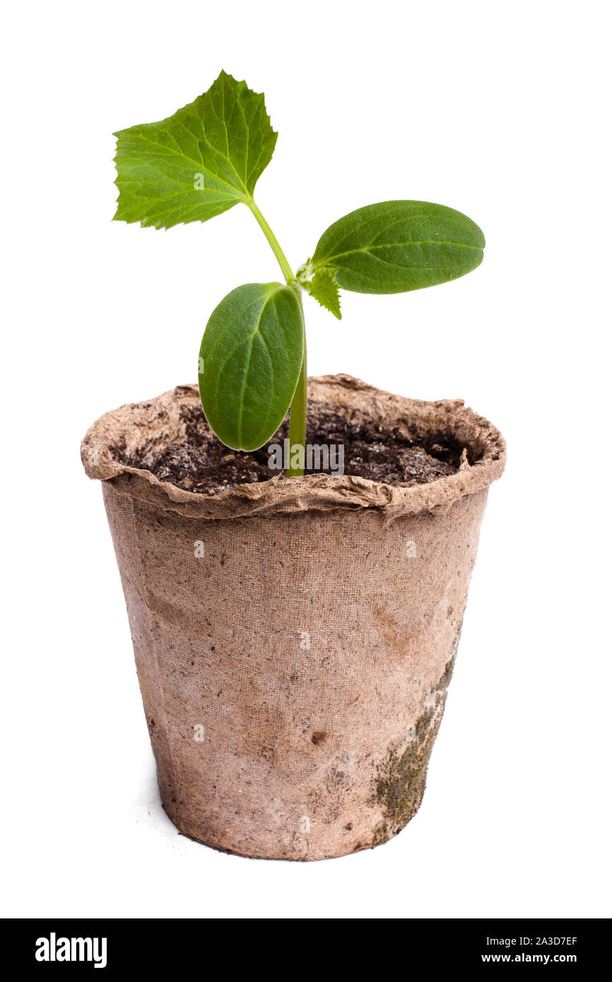 Pumpkin plant pot Cut Out Stock Images & Pictures - Alamy