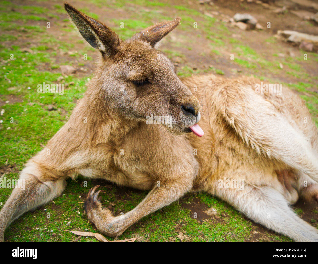 Cheeky kangaroo sticking tongue out Stock Photo - Alamy