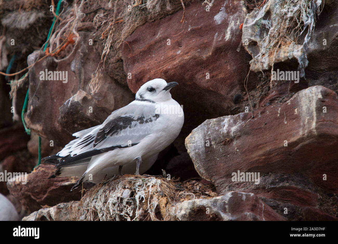 Kittiwake, Rissa tridactyla, Single young standing on nest, Dunbar ...