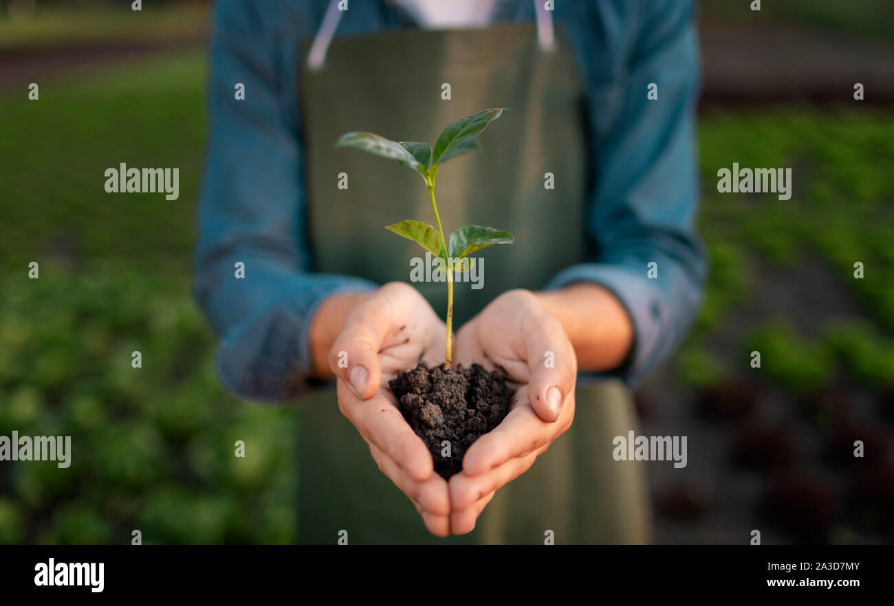 Green shoot hi-res stock photography and images - Alamy