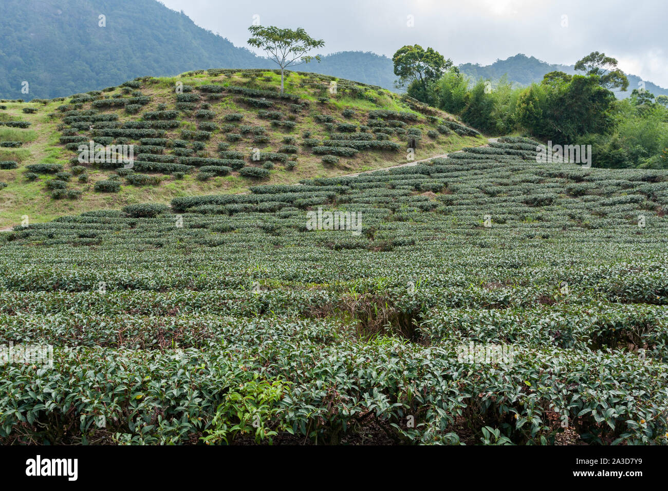 Tea plantations in highland, Yuli Township, Hualien County, Taiwan ...