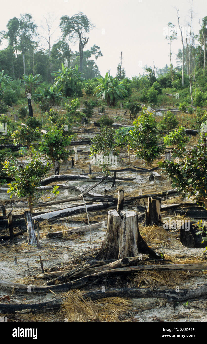 CAMBODIA, Mekong region, Stung Treng, logging of rainforest, cleared ...