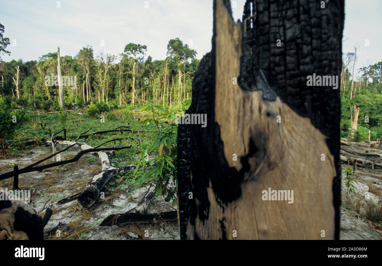 CAMBODIA, Mekong region, Stung Treng, logging of rainforest, cleared ...
