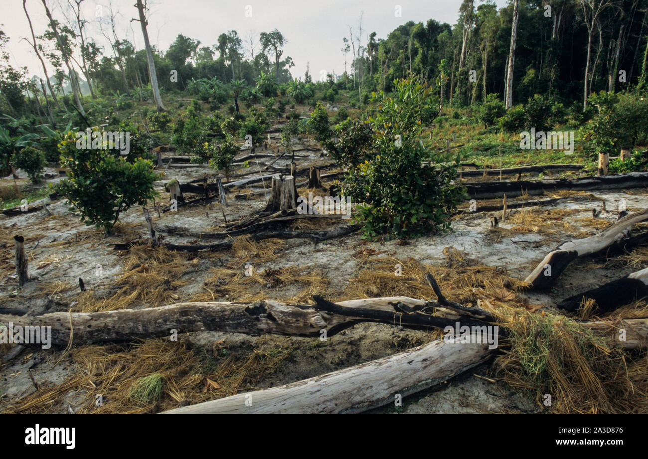 CAMBODIA, Mekong region, Stung Treng, logging of rainforest, cleared ...