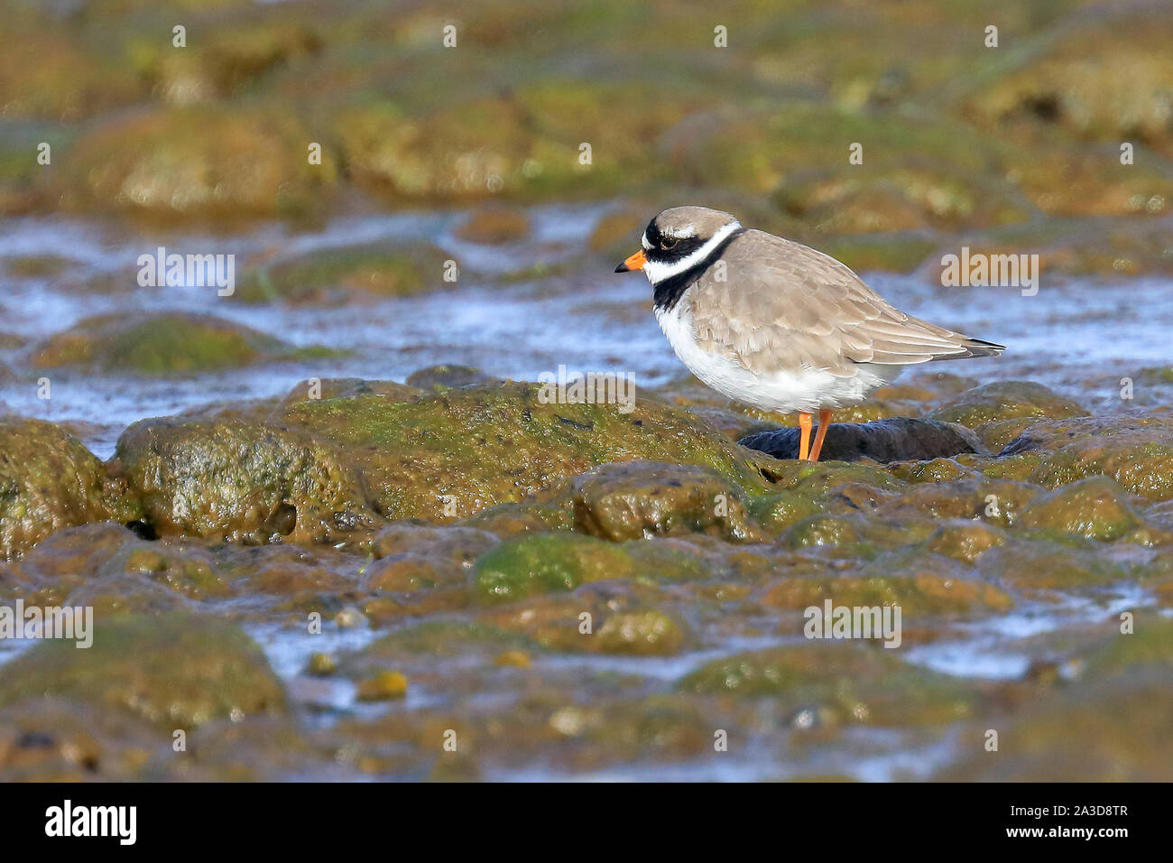 Common Ringed Plover Stock Photo - Alamy