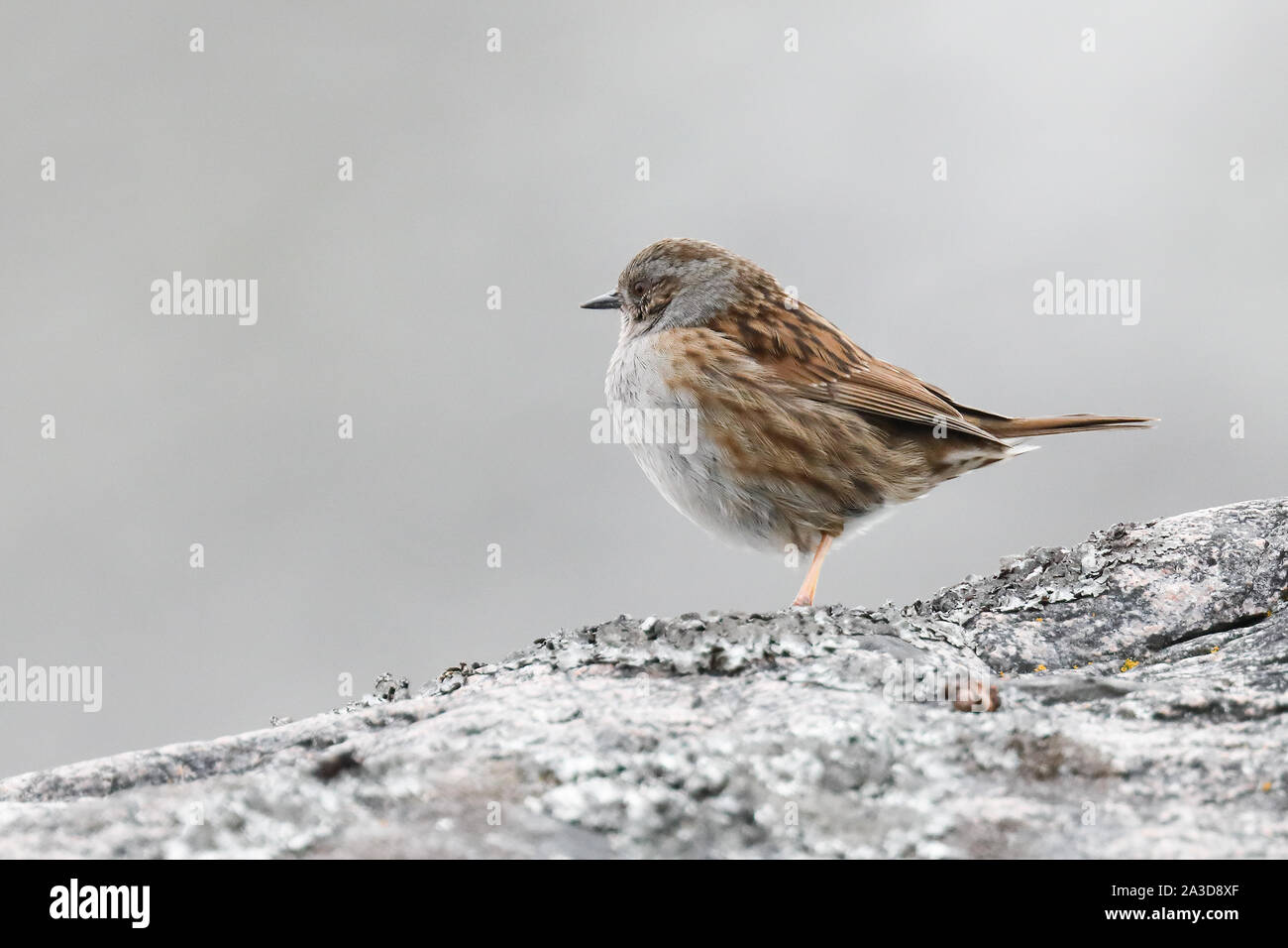 Dunnock summer hi-res stock photography and images - Alamy