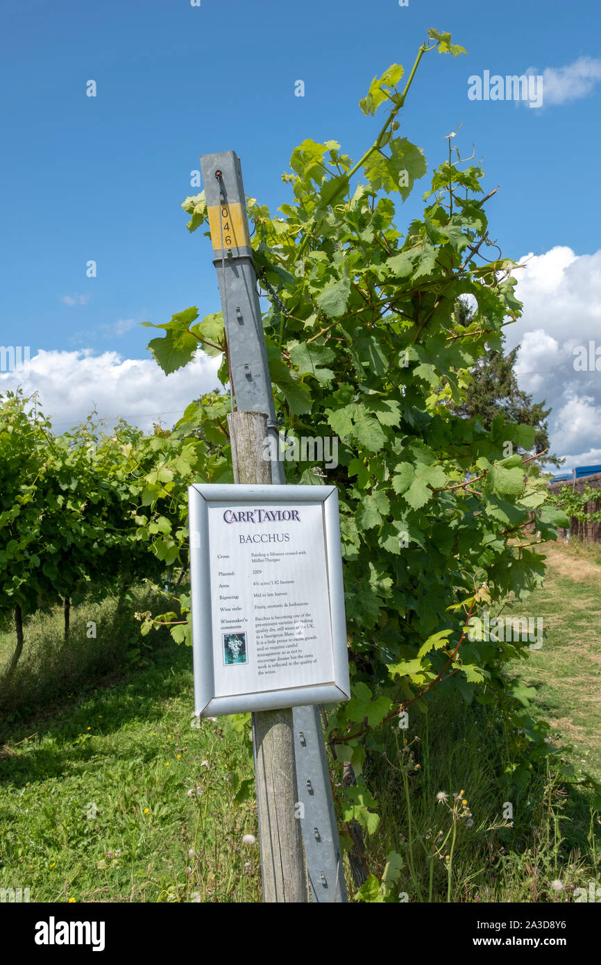 Bacchus grape hi-res stock photography and images - Alamy