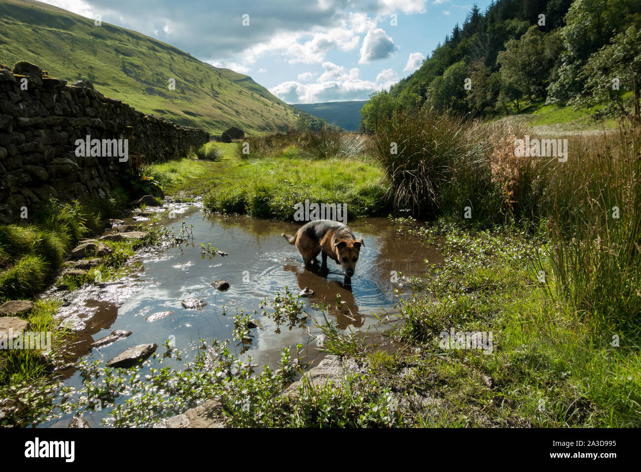 Muddy dog hi-res stock photography and images - Alamy