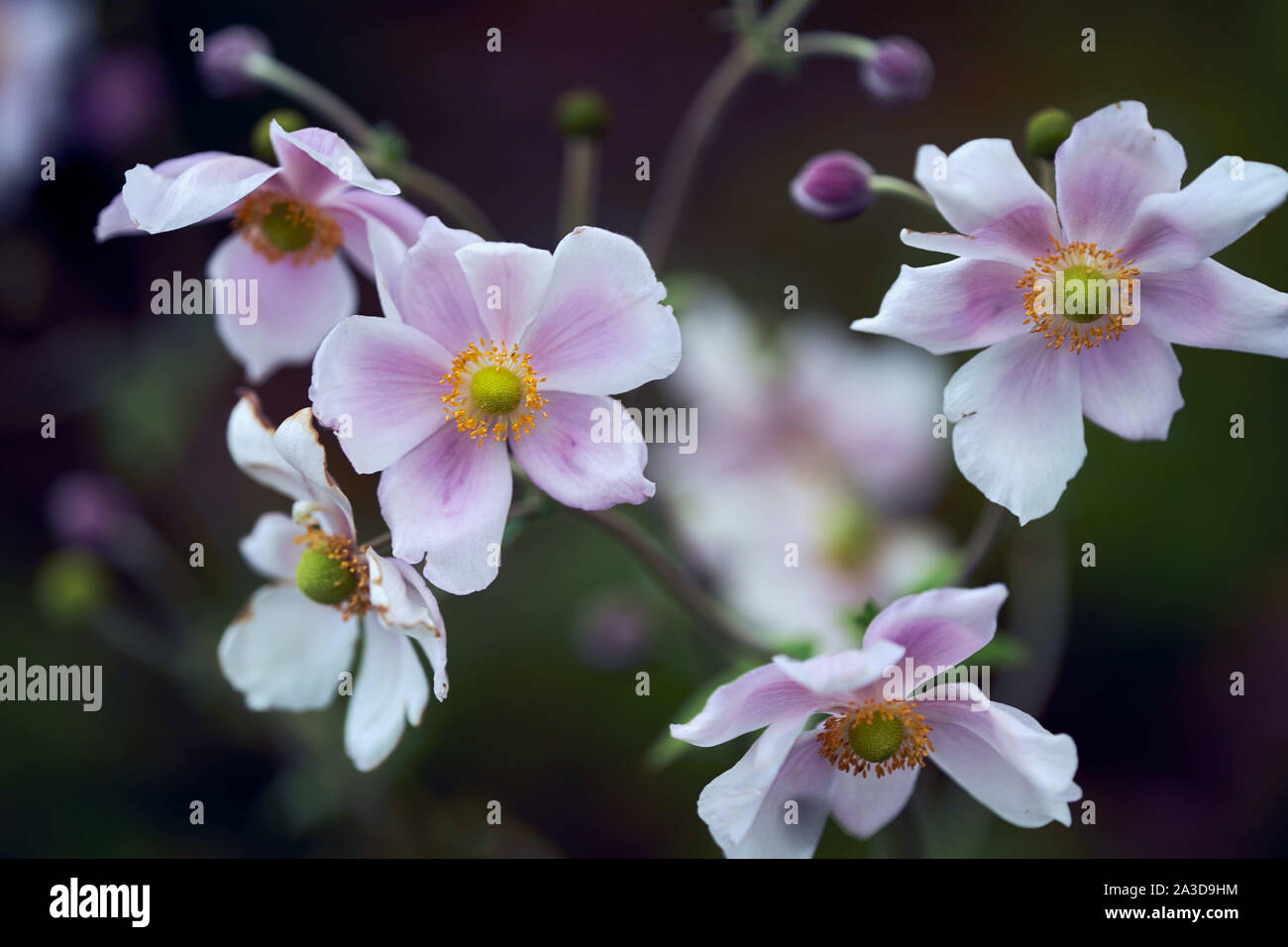Japanese anemones in the autumn garden. Blurred background, close up ...