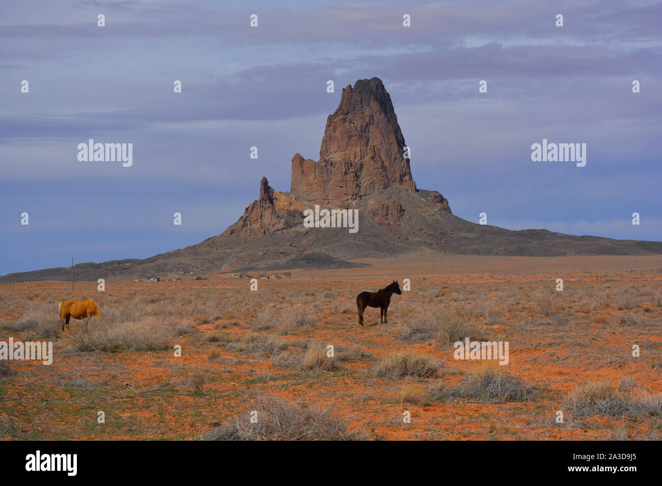Dark horse grazing in a remote area, native american scenery with red ...