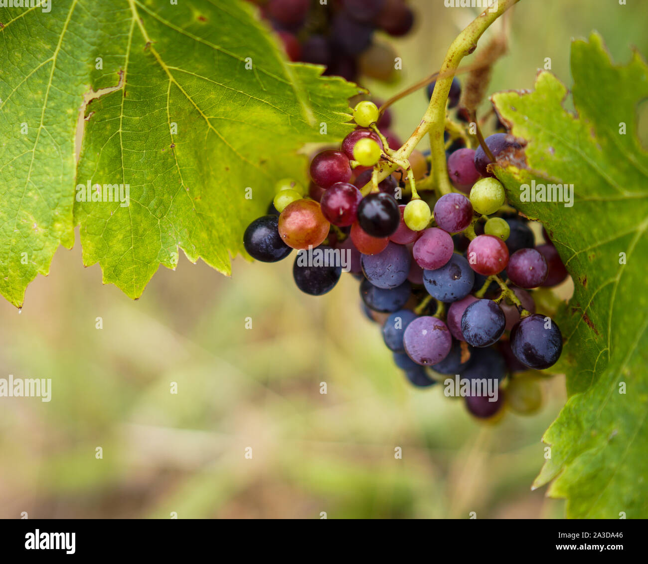 Grapes of australia hi-res stock photography and images - Alamy