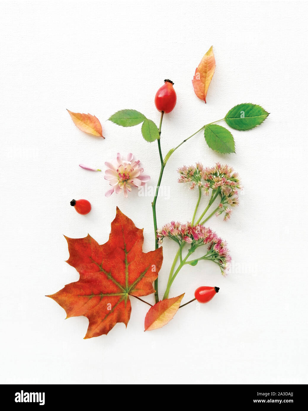 Berries leaves wild rose Cut Out Stock Images & Pictures - Alamy