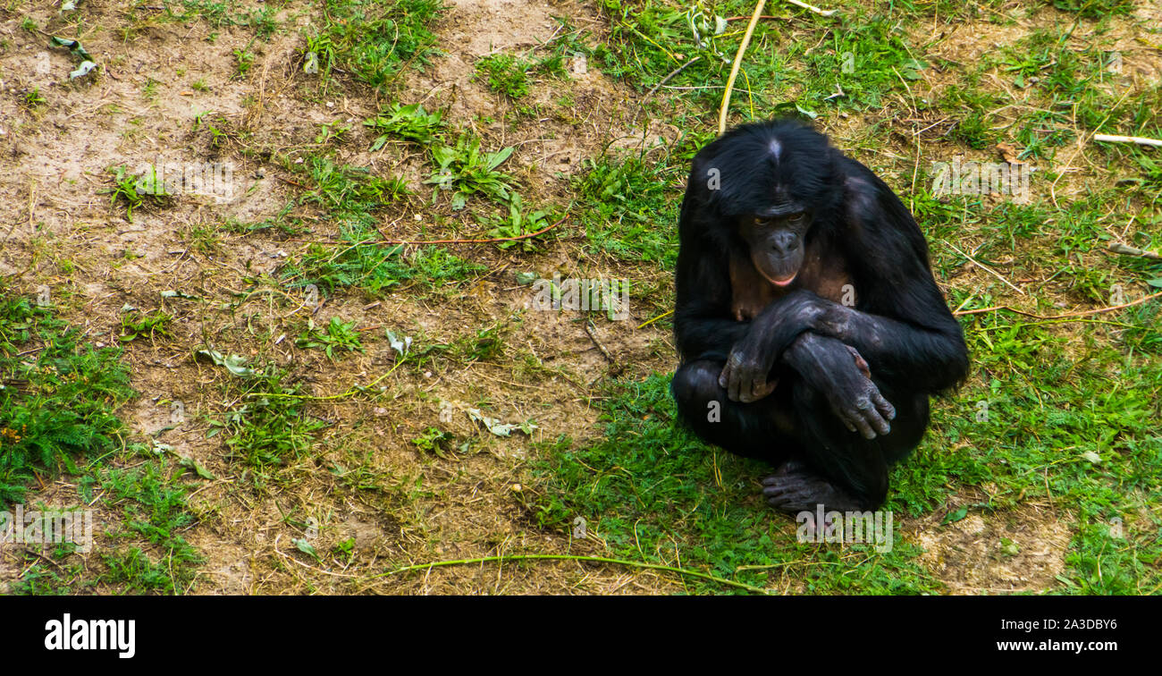 closeup of a female bonobo, human ape, pygmy chimpanzee, Endangered ...