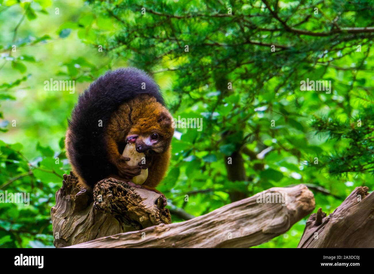 Closeup of a red bellied lemur chewing on a vegetable, tropical monkey ...