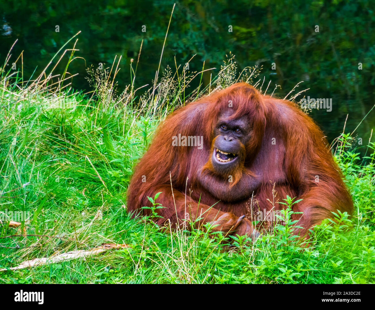 Bornean orangutans sound hi-res stock photography and images - Alamy