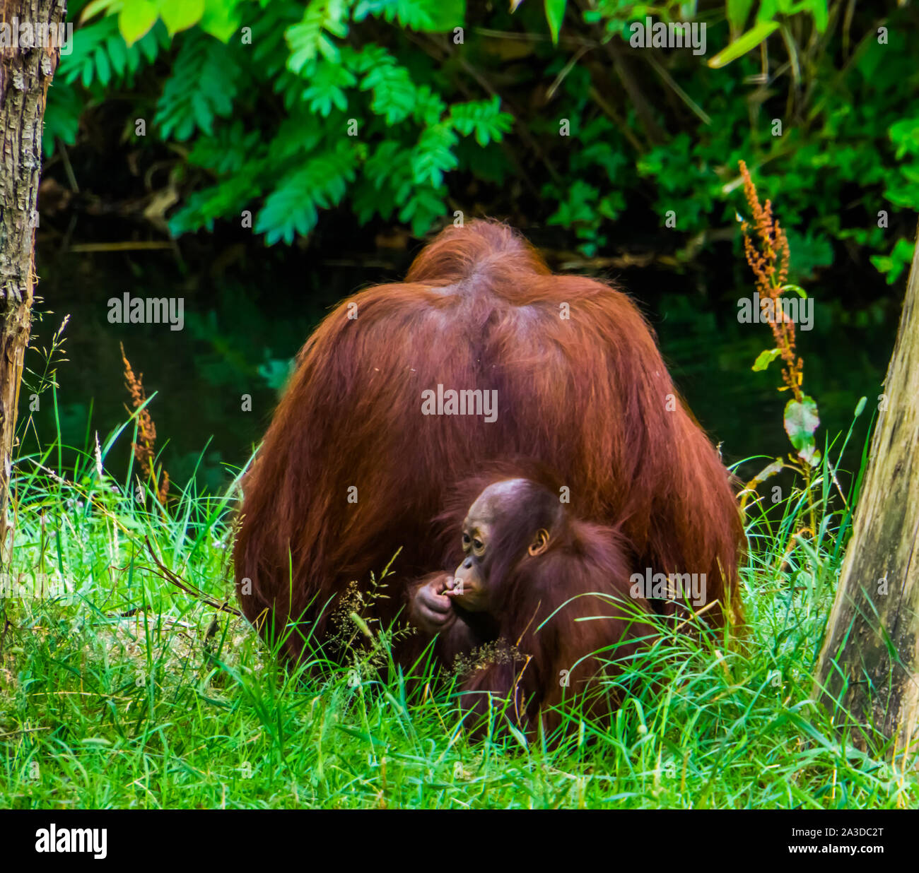 family portrait of a mother bornean orangutan with her infant ...