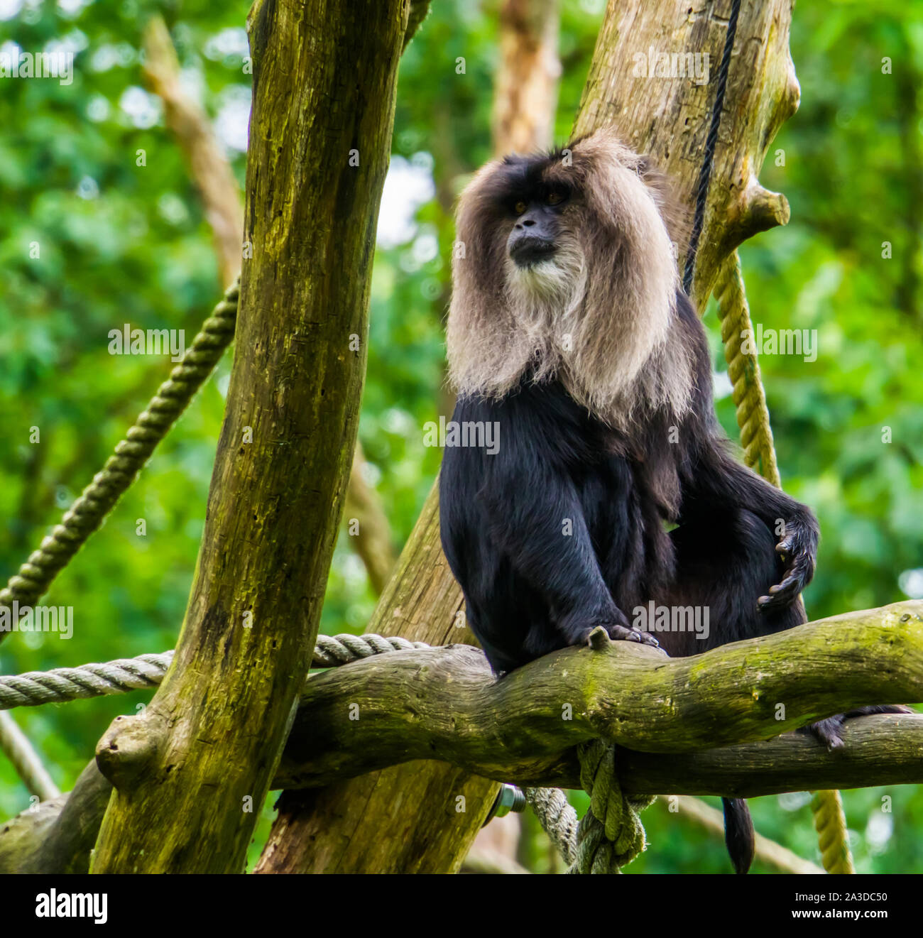 Black long tailed monkeys hi-res stock photography and images - Alamy