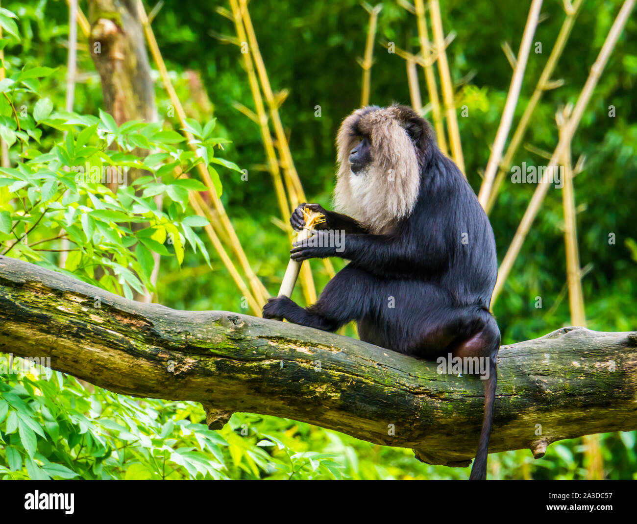 closeup of a long tailed macaque stripping bamboo, Endangered primate ...