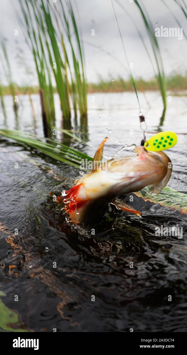 River perch in front of a river basin cattail. Fishing spinning on ...