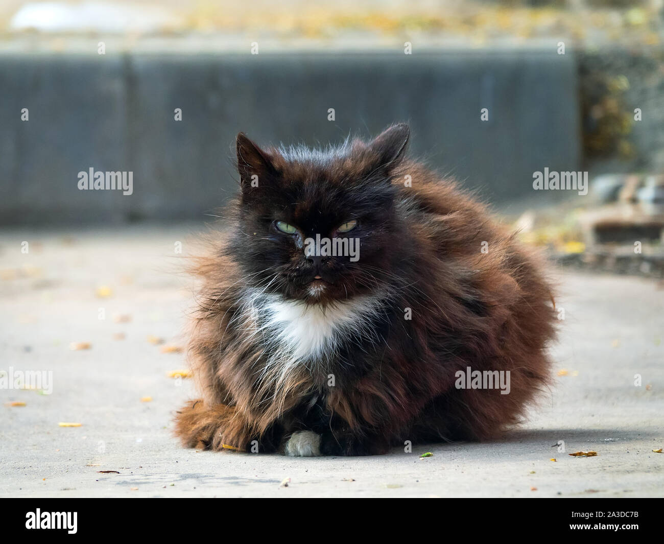 Stray animals of big cities. The cat sits on pavement pedestrian road ...