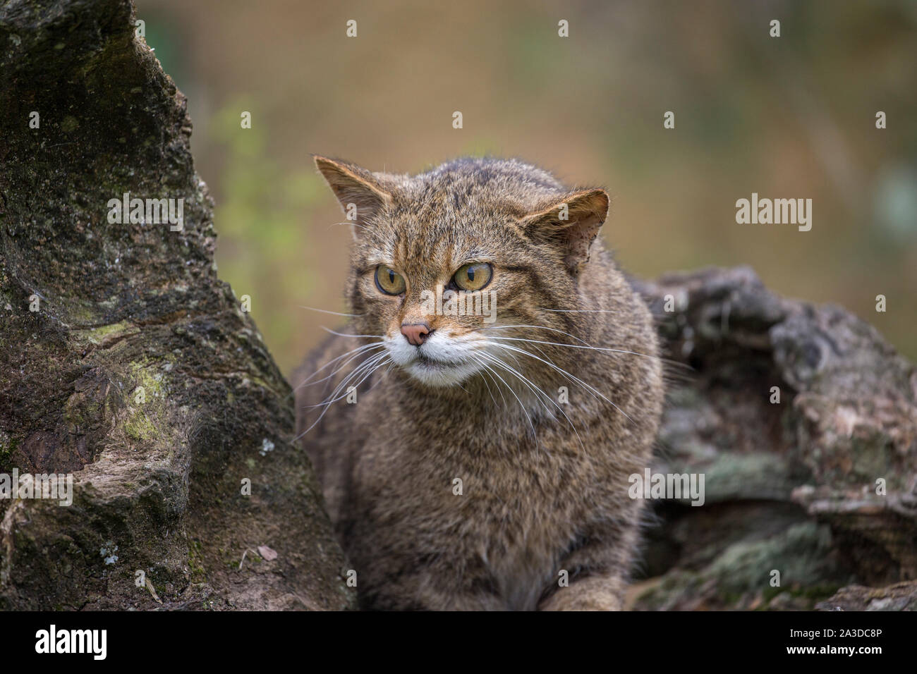 European (Scottish) Wildcat Stock Photo - Alamy