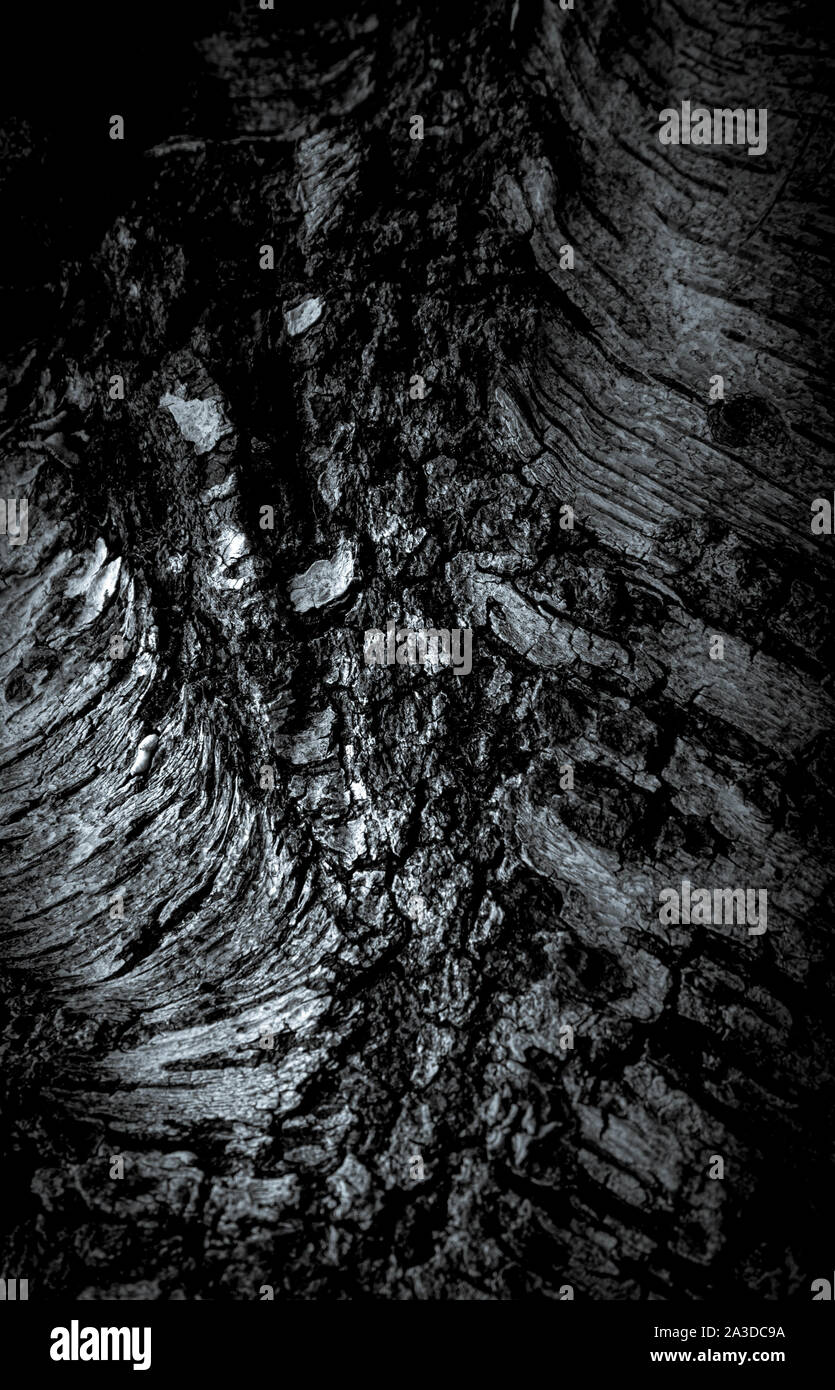 Black and white old rough tree bark texture Stock Photo - Alamy