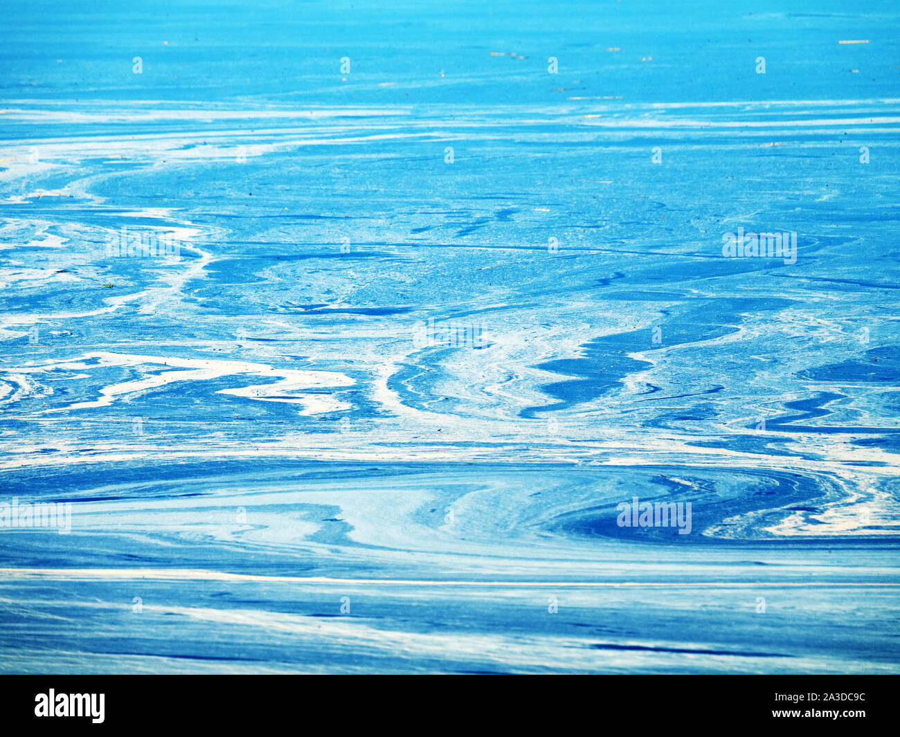 Forest lake is covered with a film of pine pollen (blossom dust). The ...