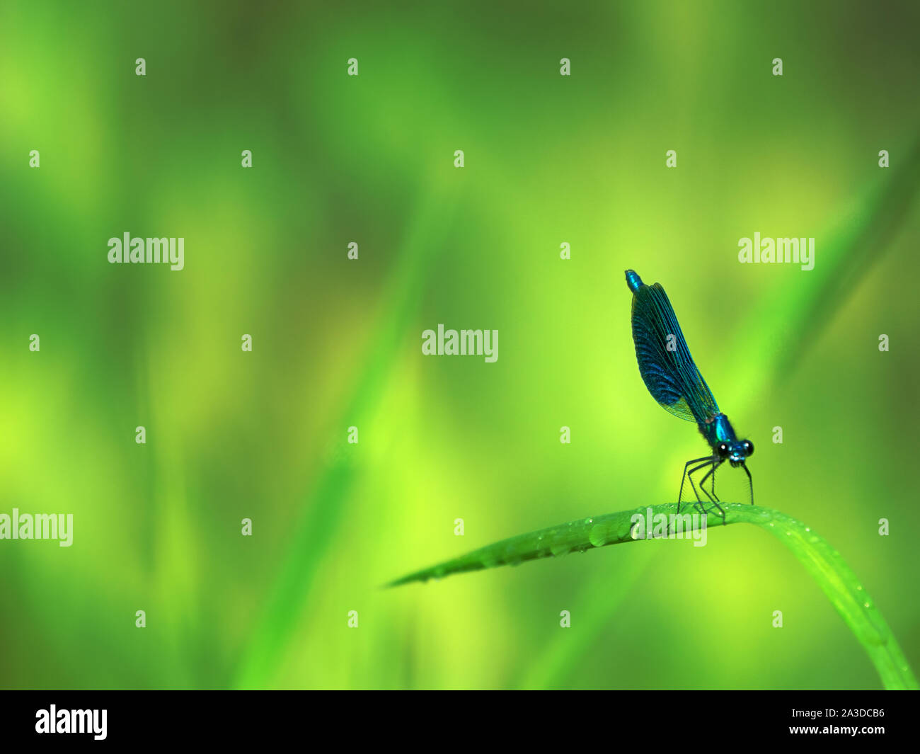 Broad-winged damselflies (Calopterygidae), male Calopteryx virgo Stock ...