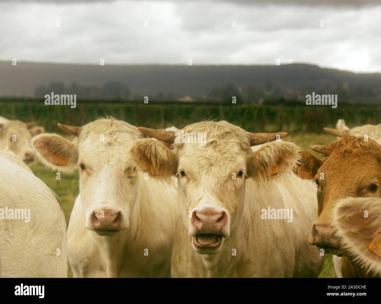 Bulls grown for slaughter for meat at grazing. European meat breeds of ...