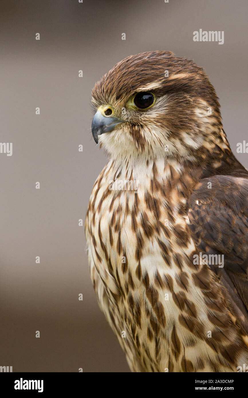 Merlin falcons hi-res stock photography and images - Alamy