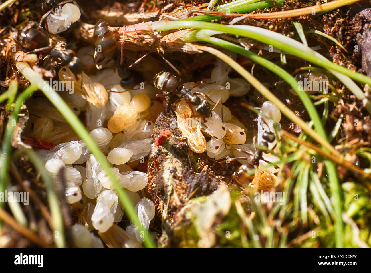 earth ants and ant eggs in the anthill. a microcosm of the life of ants ...