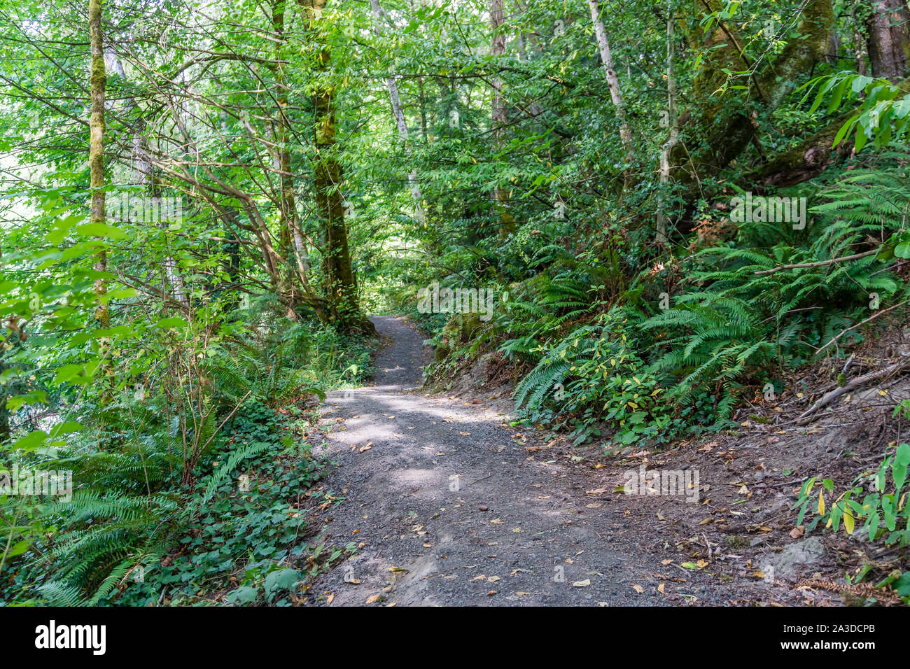 A trail at Priest Point Park in Olympia, Washington Stock Photo - Alamy