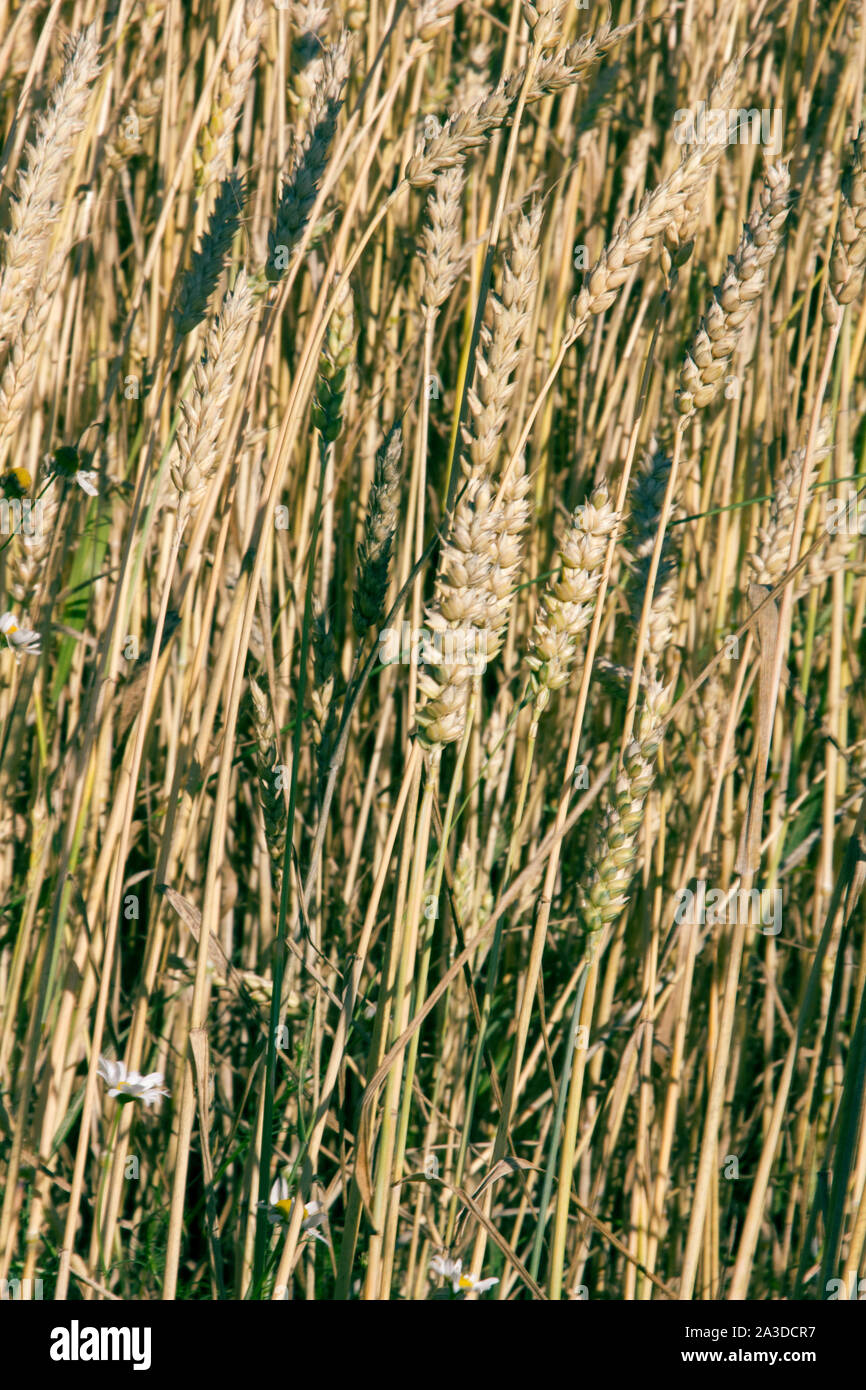 white awnless wheat in the fields of Central Europe. European ...