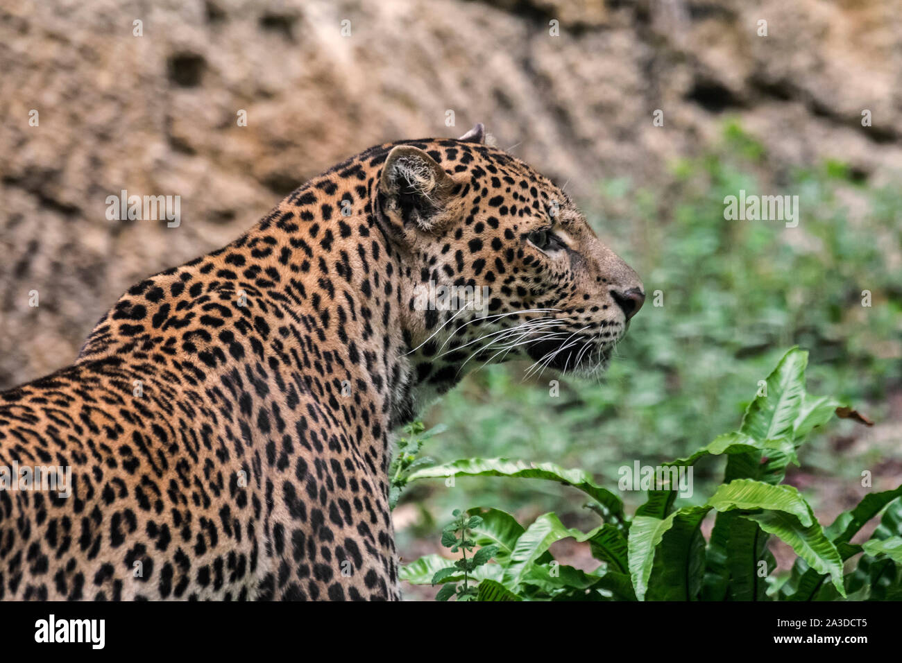 Javan leopard panthera pardus melas hi-res stock photography and images - Alamy