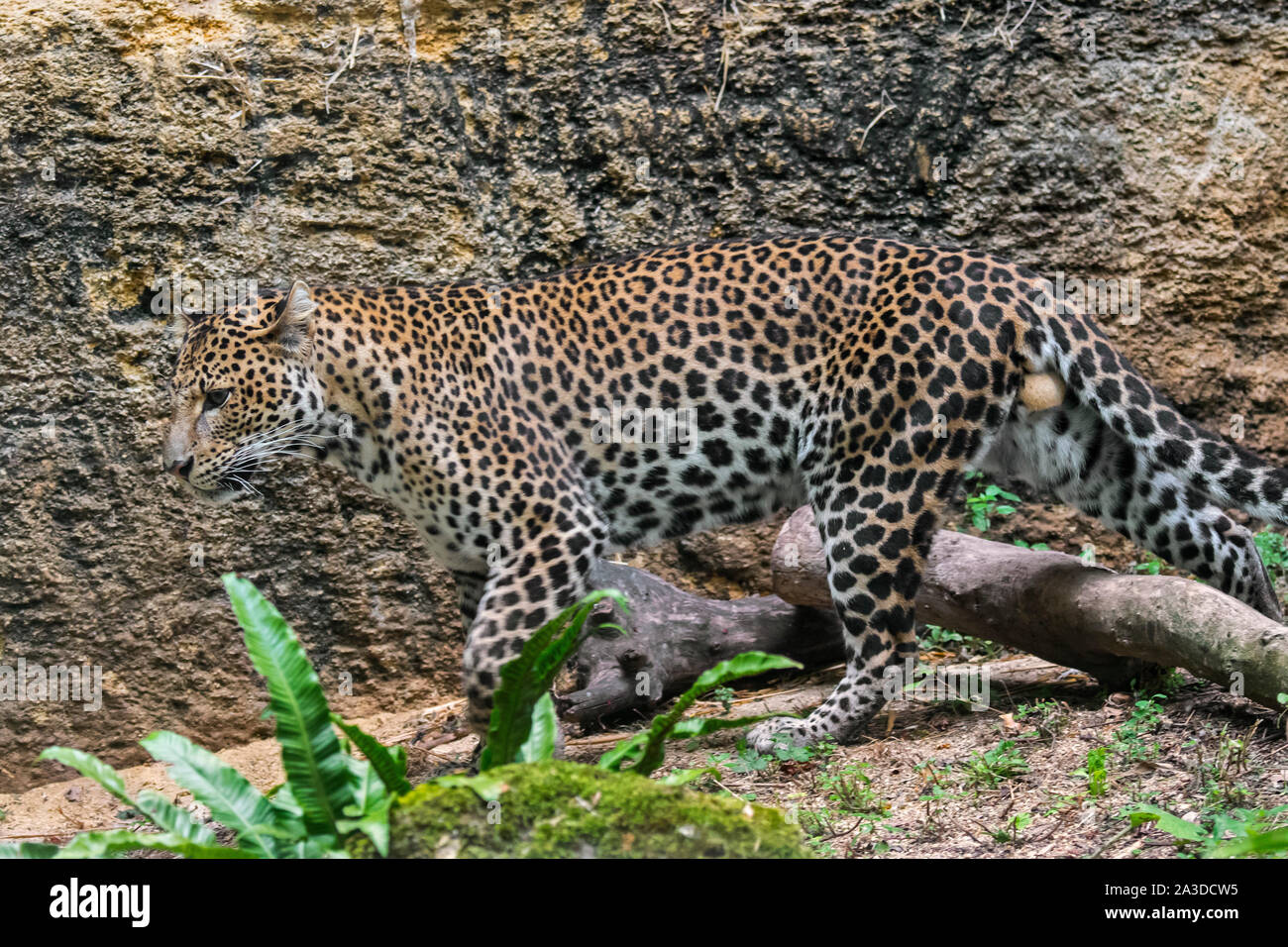 Javan leopard panthera pardus melas hi-res stock photography and images - Alamy