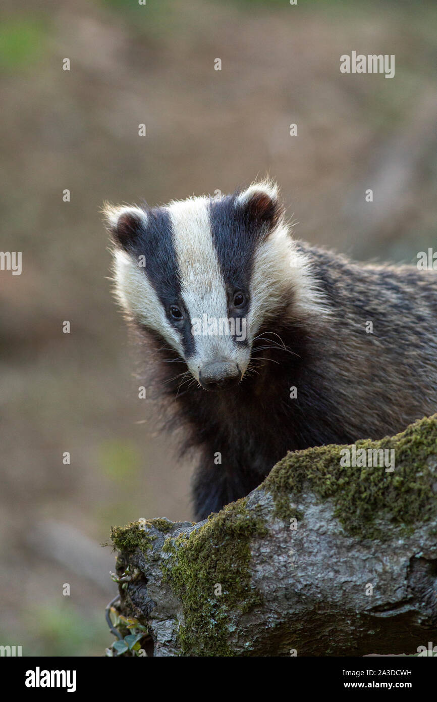 Badger hide hi-res stock photography and images - Alamy