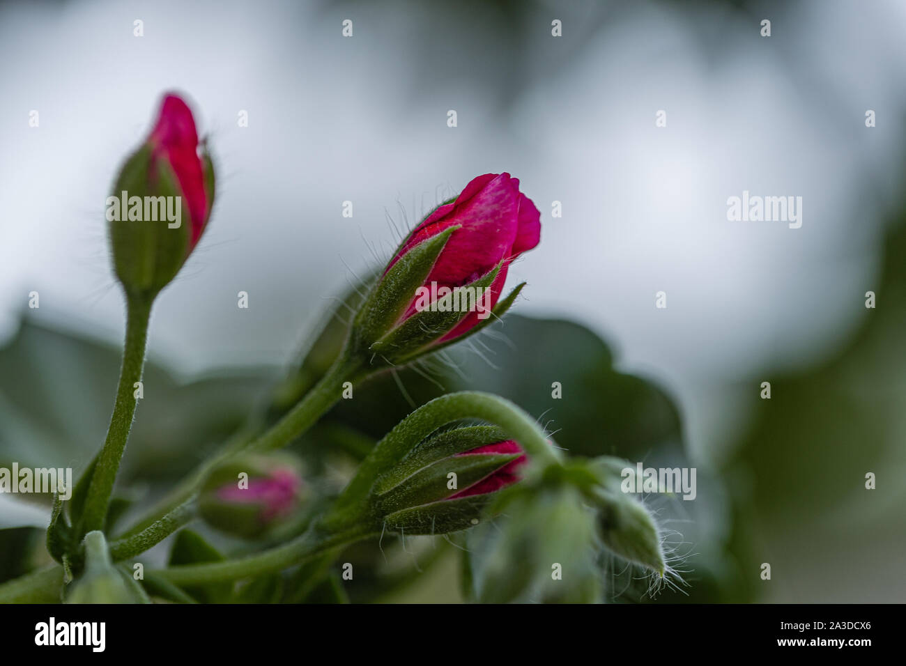 Macro photography. Red flower abstract photo Stock Photo - Alamy