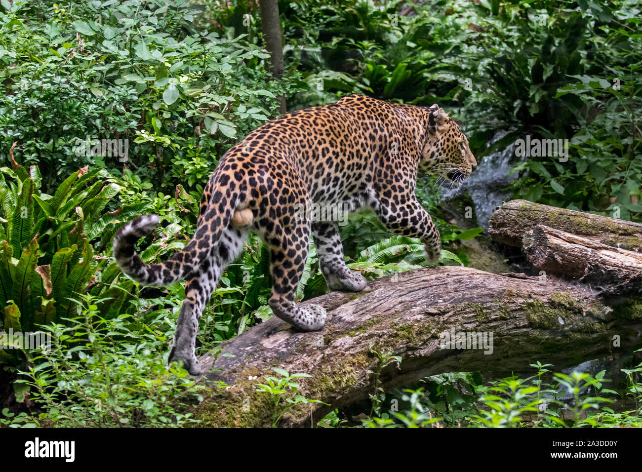 Javan leopard panthera pardus melas hi-res stock photography and images - Alamy