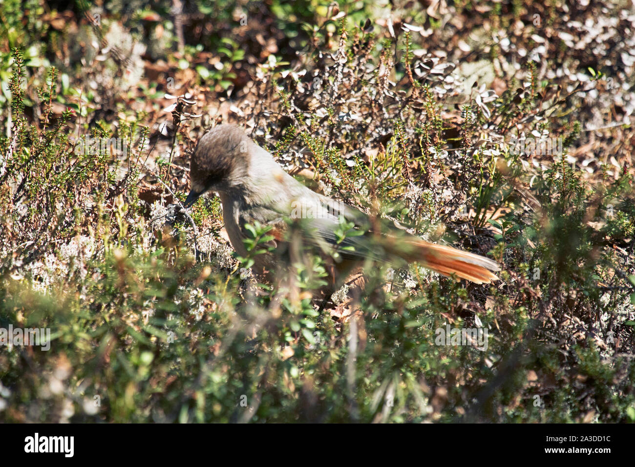 Birds of Scandinavian taiga. Siberian Jay (Perisoreus infaustus) in the ...