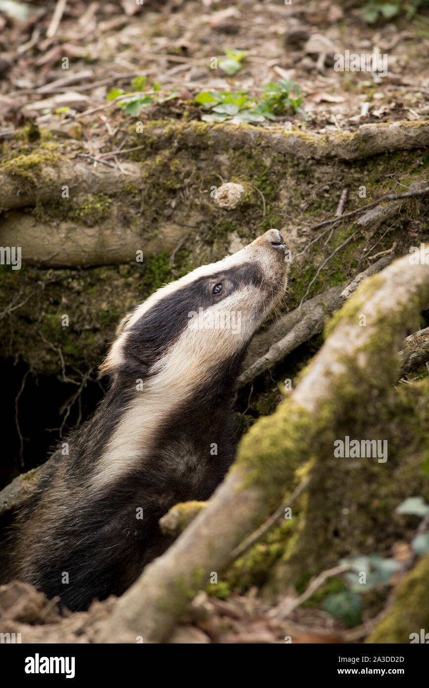 European Badger emerging from sett entrance Stock Photo - Alamy