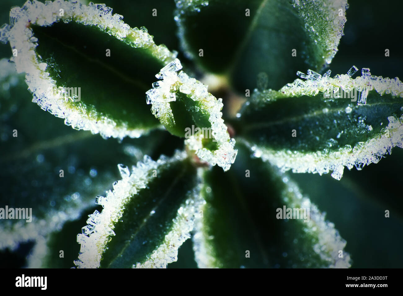 Ice plant. Ice spicule appeared on green leaves because of unexpected ...