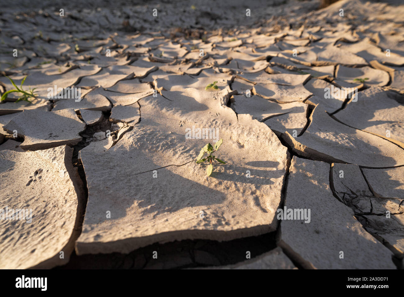 Desertification. Drought land. Desert dry and cracked ground Stock ...
