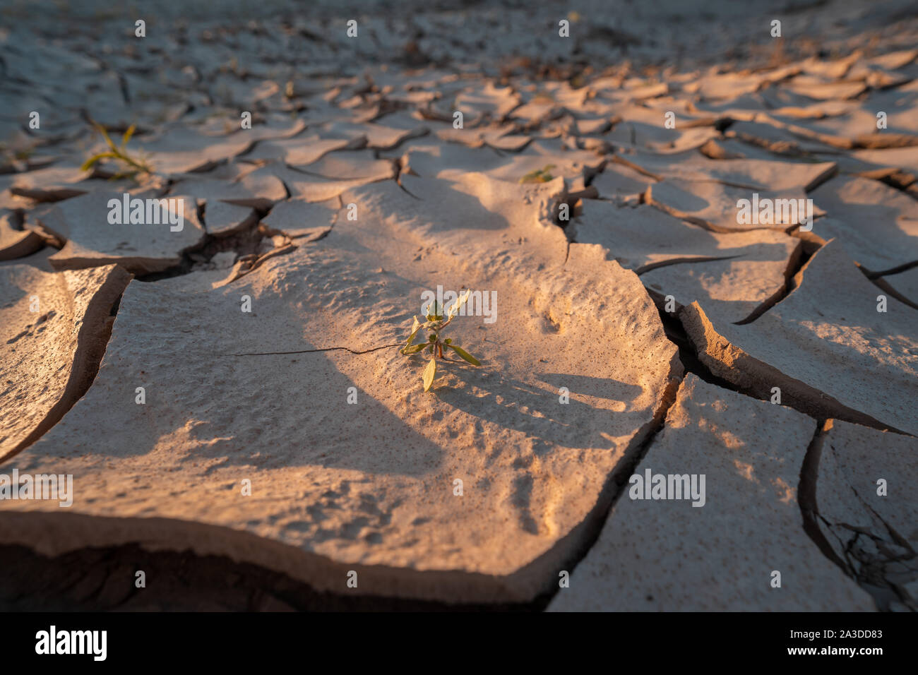 Desertification. Drought land. Desert dry and cracked ground Stock ...